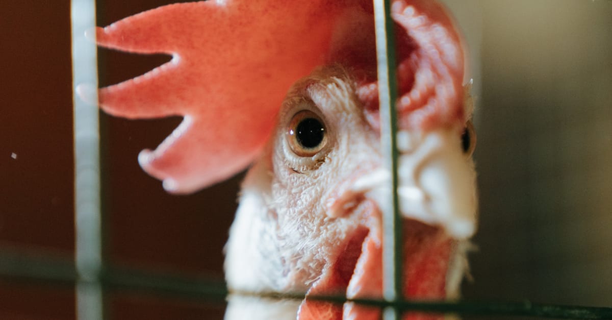 Levende kip gevonden in container voor dode dieren: 'Warm onthaal ...