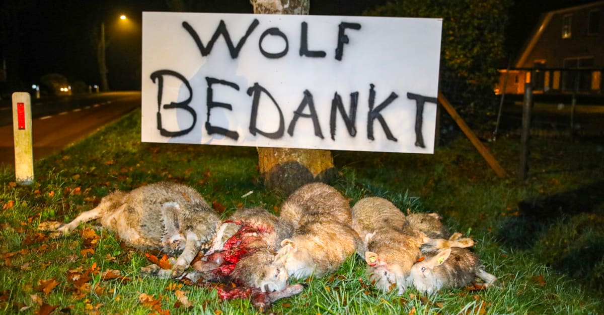 Boer legt dode schapen langs de weg bij Speuld: 'Wolf bedankt' | Hart ...