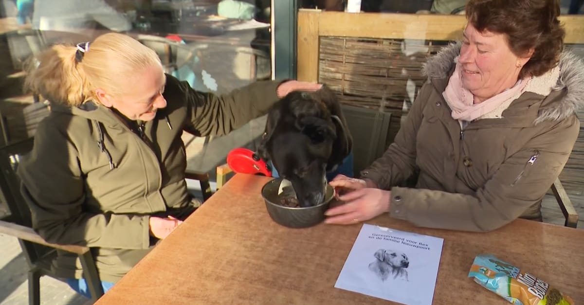 Steeds meer over voor huisdier: baasje organiseert 'afscheidsdiner ...