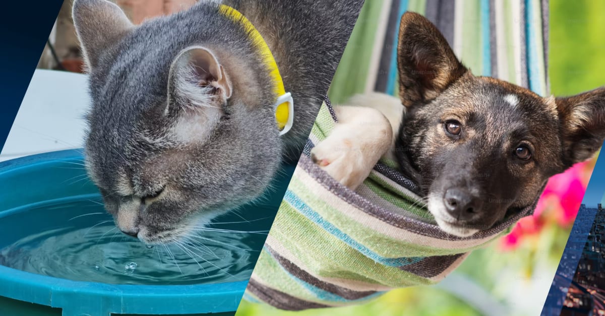 Zo herken je de symptomen van oververhitting bij huisdieren | Hart van ...