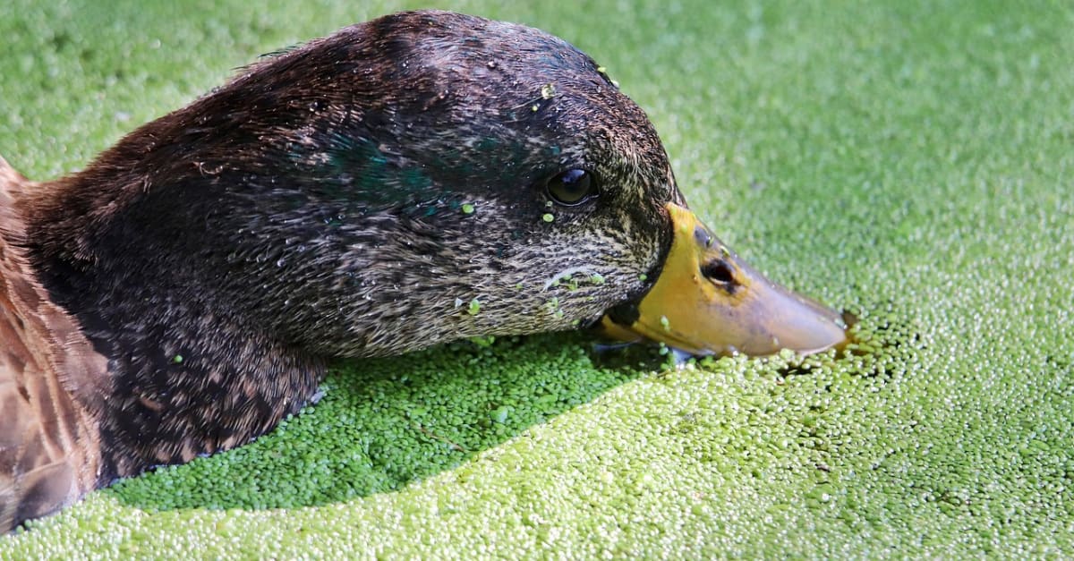 Weer lugubere dierenmoorden in Capelle: 'Teller staat nu op 22' | Hart ...