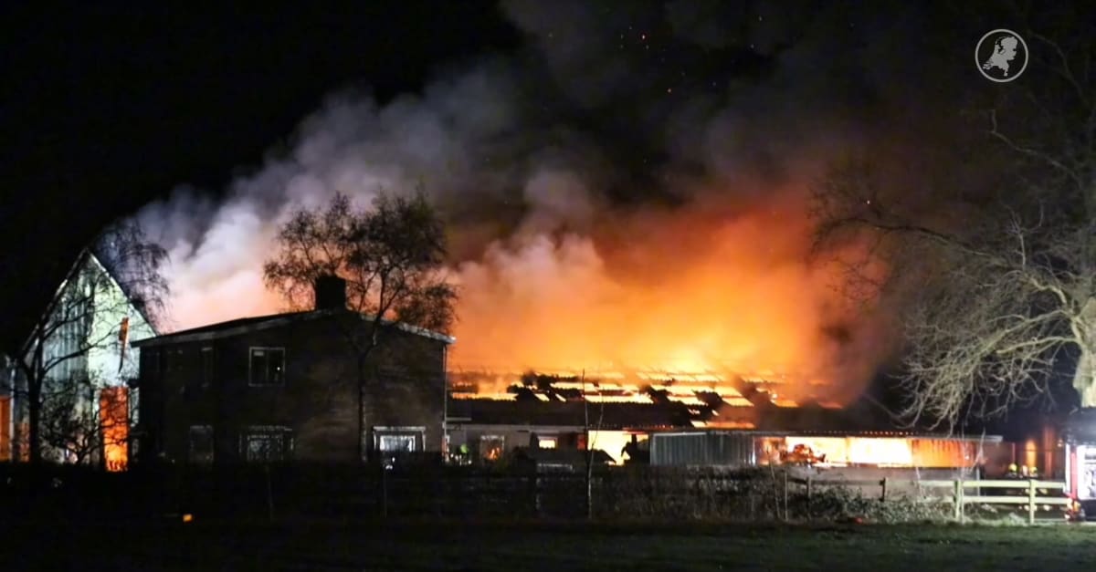 Heftige brand in Herwijnen: schapen dood, koeien gewond