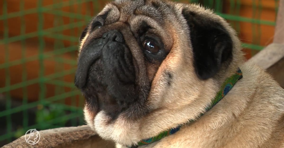 Honden met korte snuit fokken met honden met langere snuit mag ...