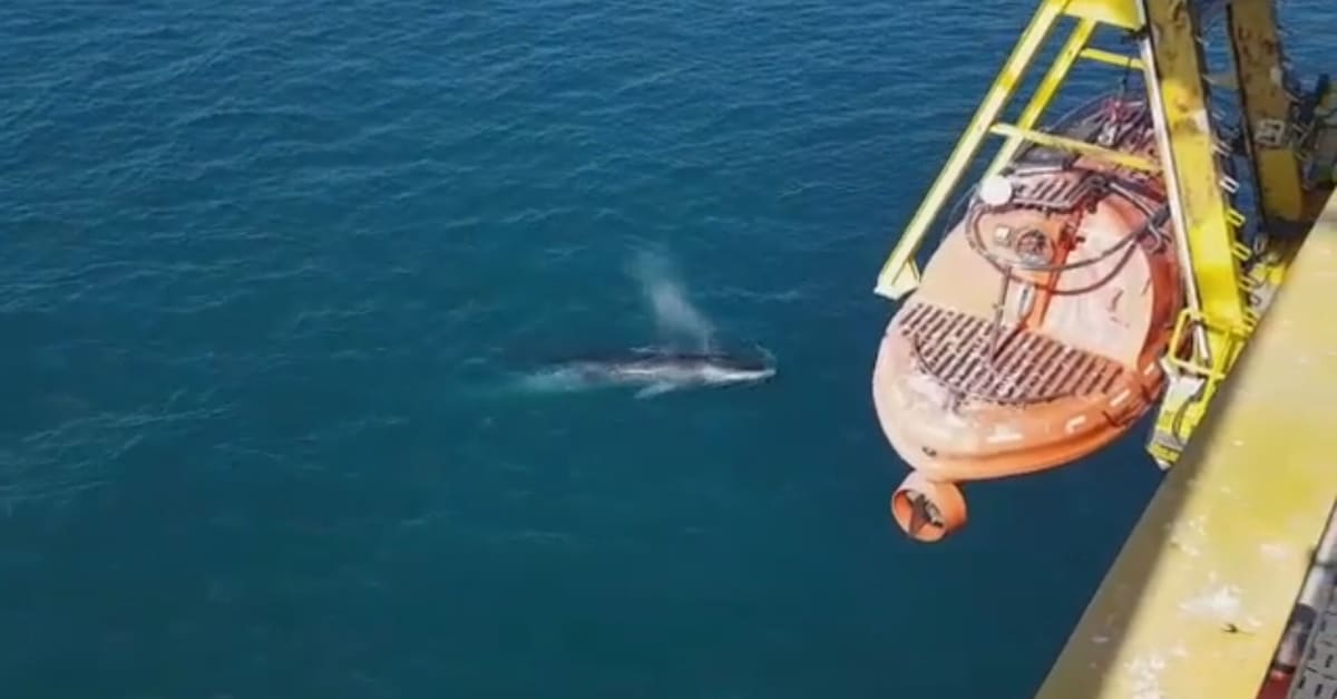 Zeldzame grote baleinwalvis gefilmd voor Nederlandse kust | Hart van ...