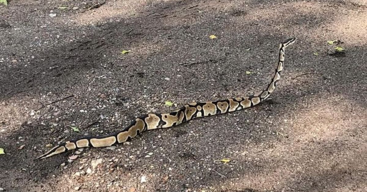 Flink schrikken: Odette vindt koningspython tijdens uitlaatrondje in ...