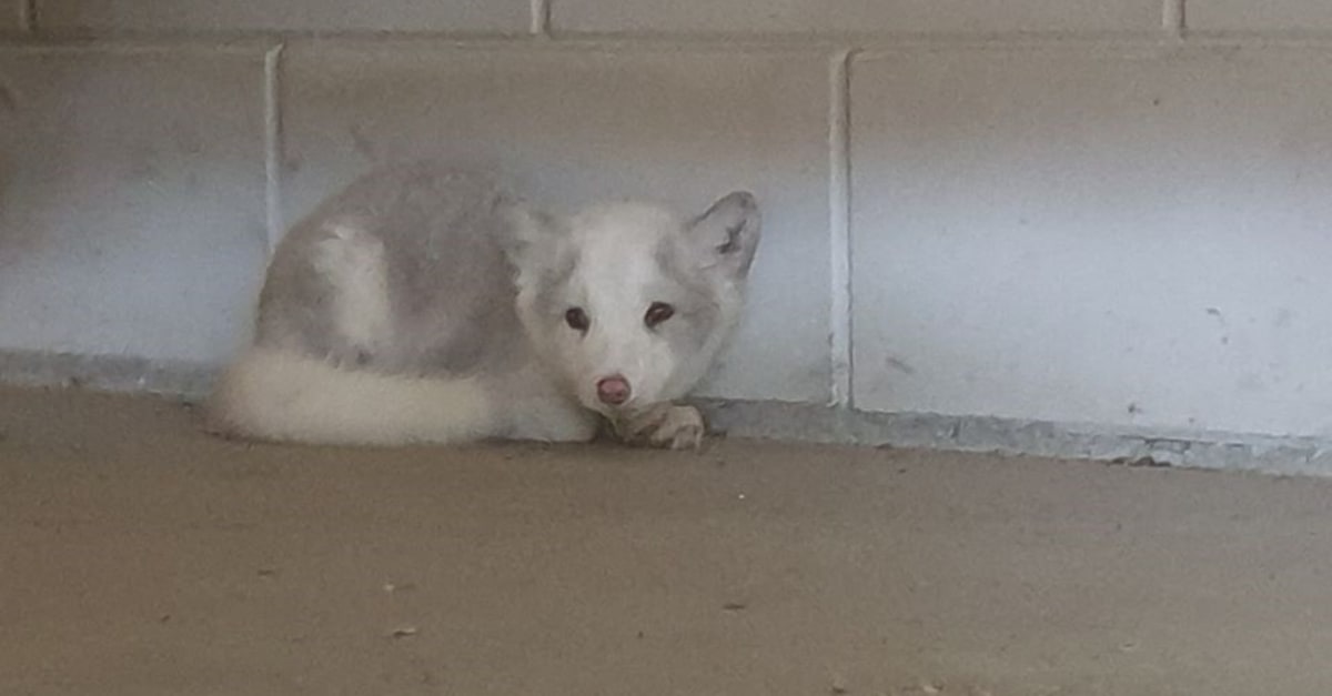 Poolvosje gevonden in Nijkerk: 'Het probleem is dat ze superschattig ...