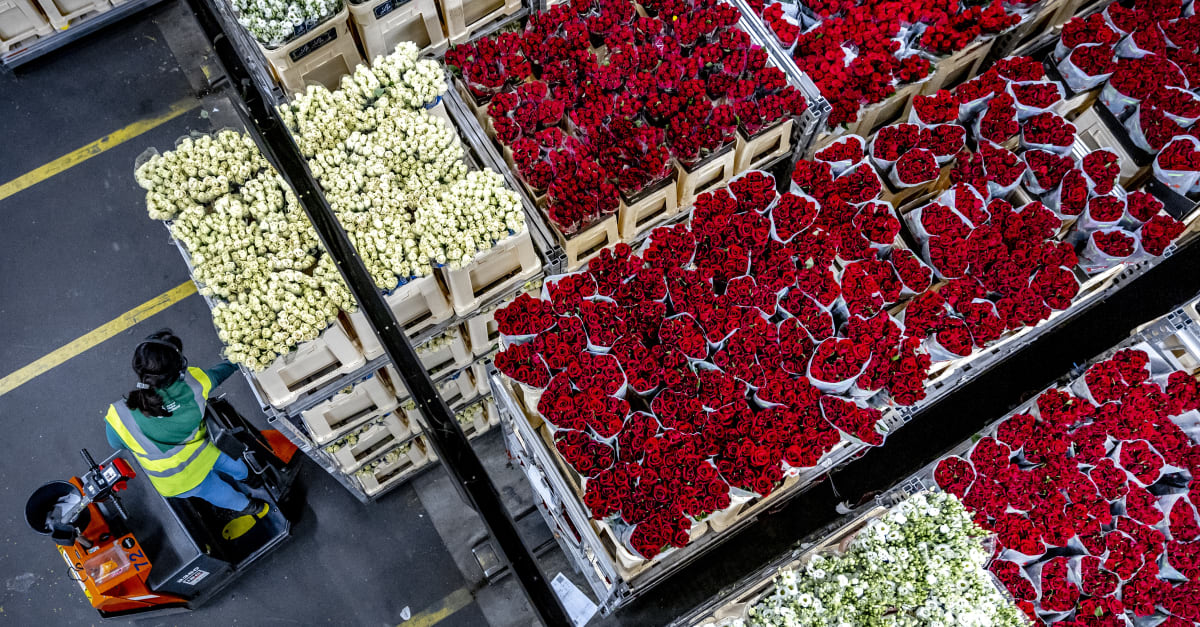 Rozen zijn rood... Drukte bij bloemenveiling in aanloop naar Valentijn ...