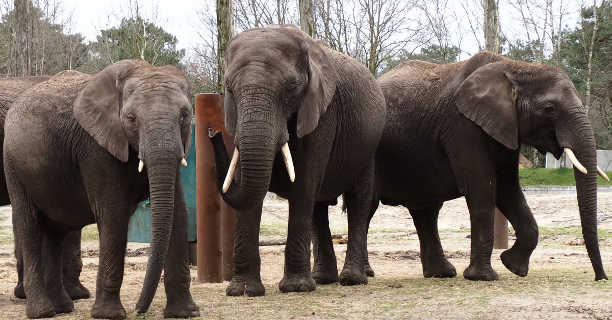 Unieke olifanten-babyboom aanstaande in Safaripark Beekse Bergen | Hart van Nederland