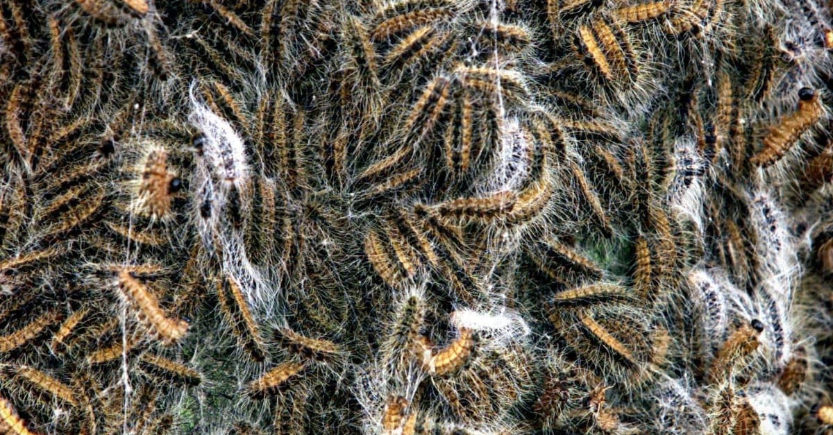 Jeuk, bulten en tranende ogen: de processierups is terug | Hart van Nederland