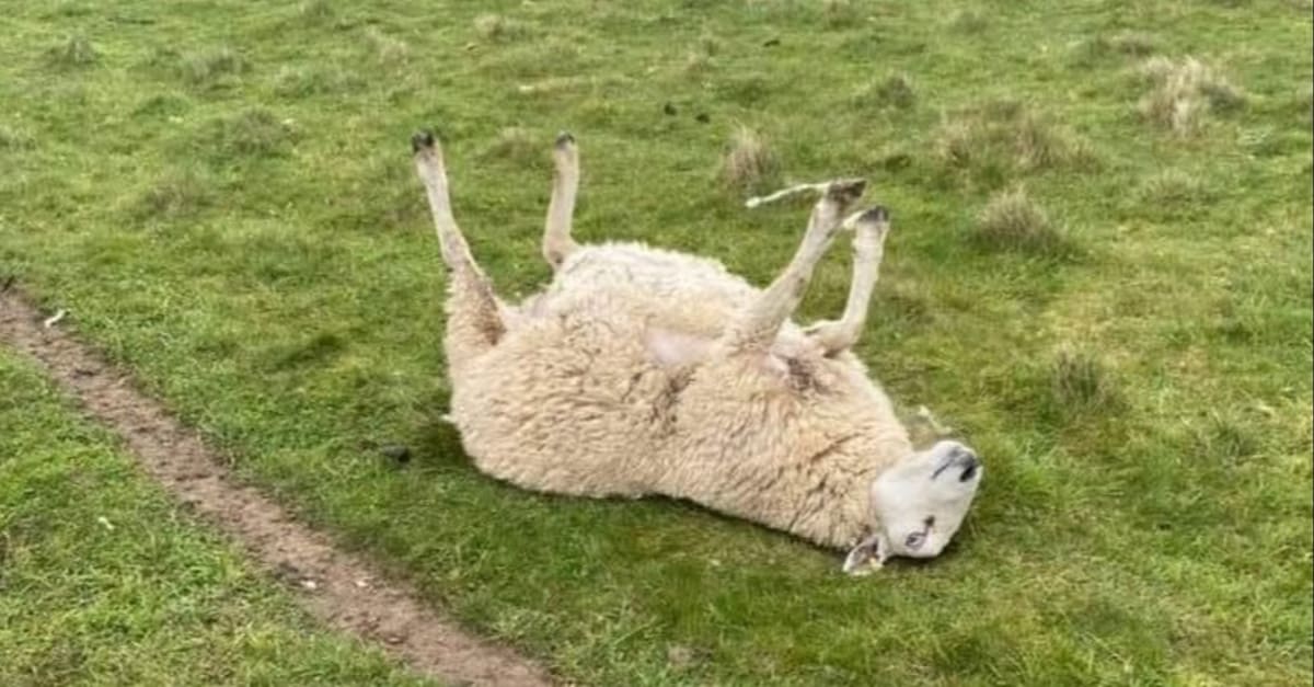Levensgevaarlijk: grijp in als een schaap op zijn rug ligt, dit moet je ...