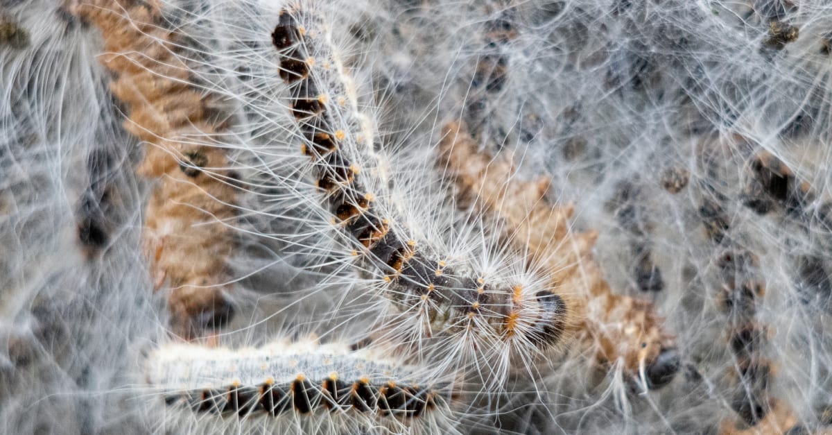Overlast eikenprocessierups op komst: beestjes kruipen dit jaar ook uit de grond | Hart van ...