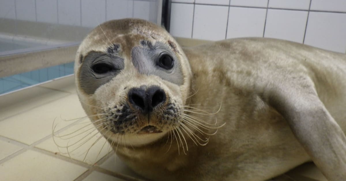Zeehond Kiwi terug in opvang door aanhoudende stress van strandgangers ...