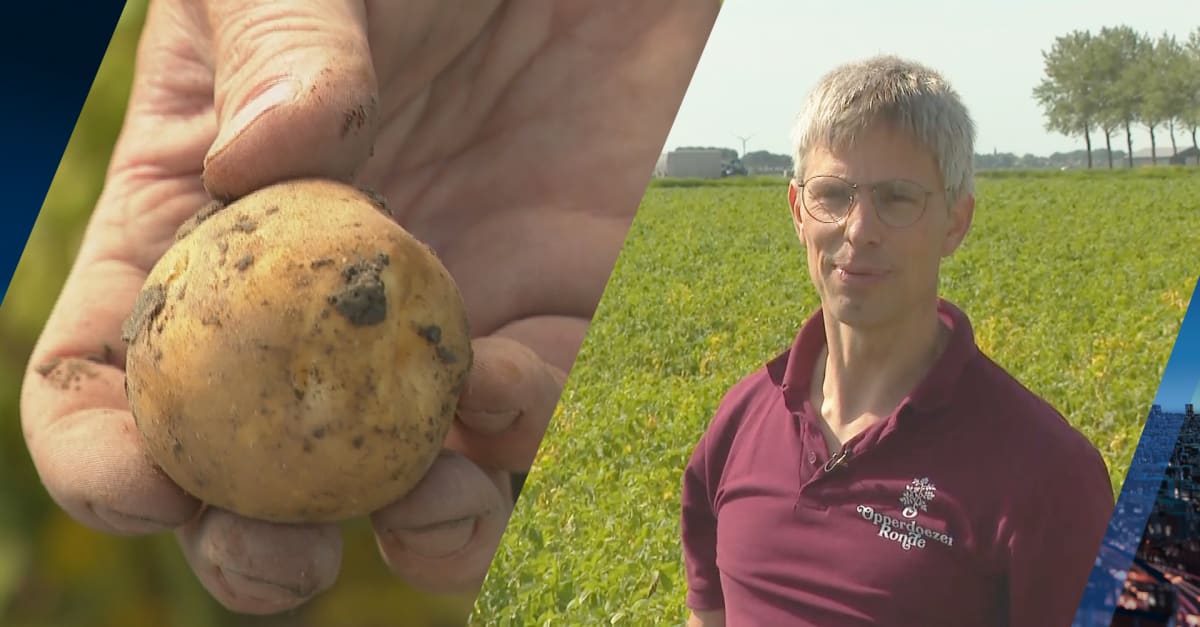 De Opperdoezer Ronde: het oogstseizoen in Opperdoes is begonnen | Hart ...