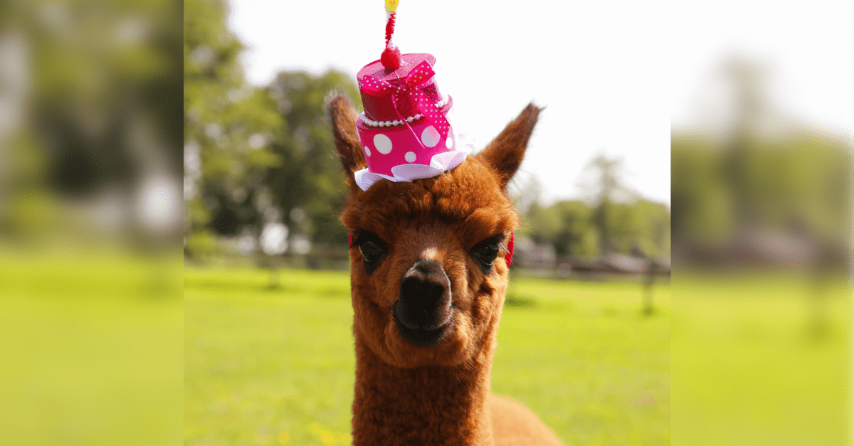 Hit: videovergaderen met alpaca's | Hart van Nederland