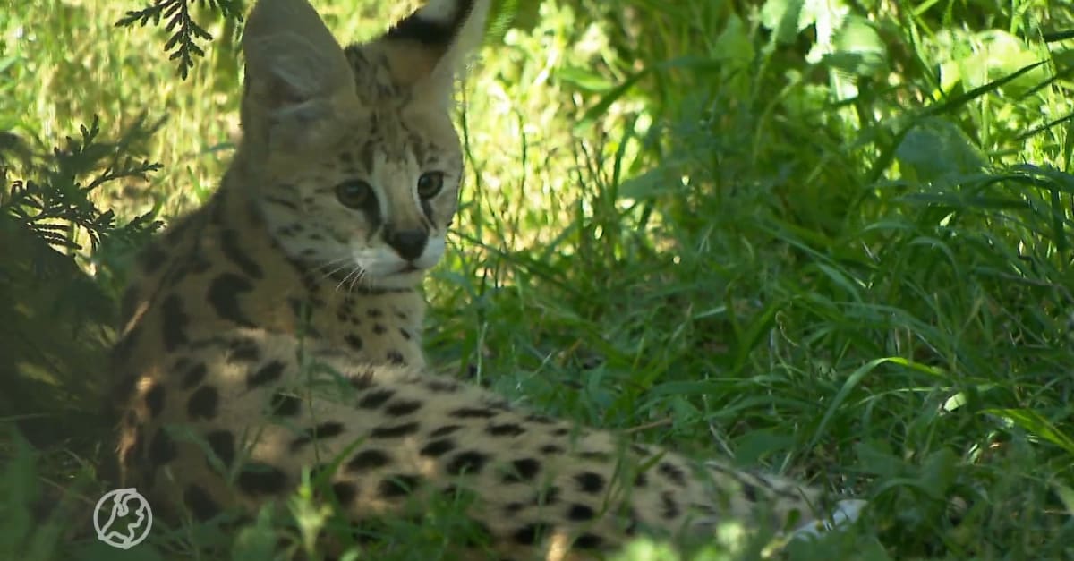 Kangoeroes, capibara's en flamingo's: raakt Ruben zijn 'Ark van Noach ...