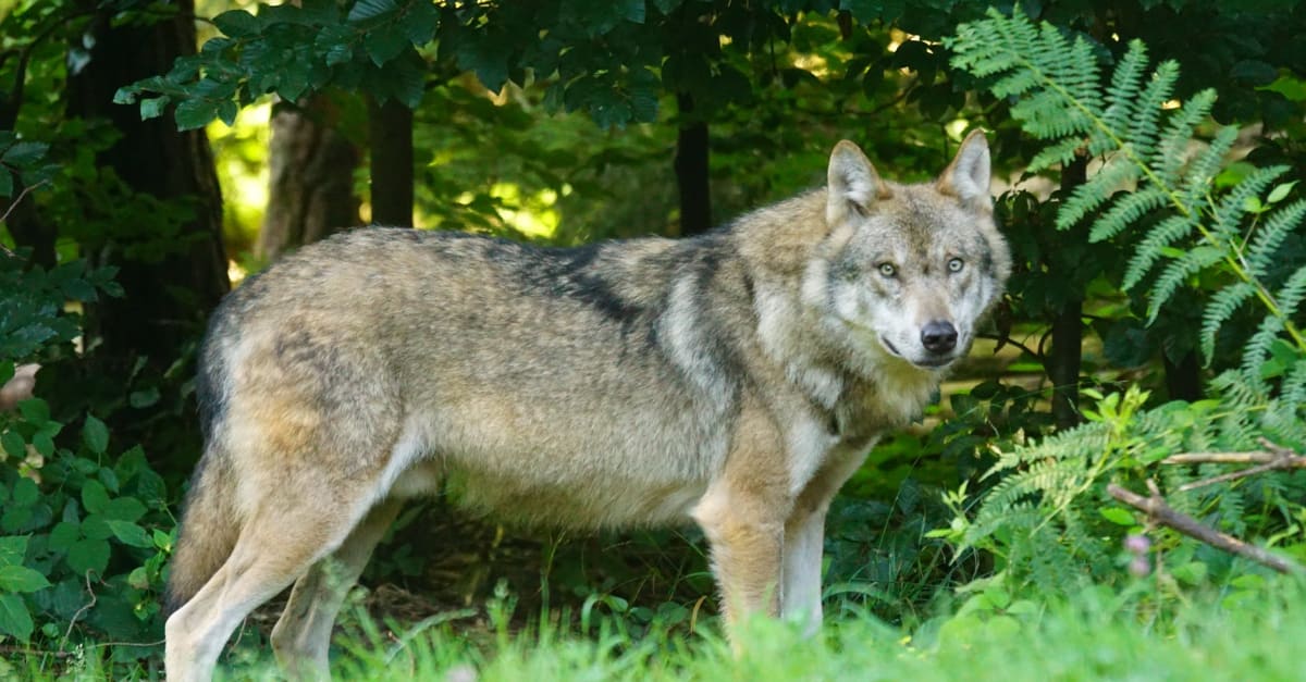 Utrecht wil probleemwolf Bram afschieten na bijten wandelaar | Hart van ...