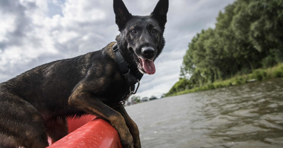 Zoekhond Power vindt op dag 11 nog een levende onder het puin | Hart ...