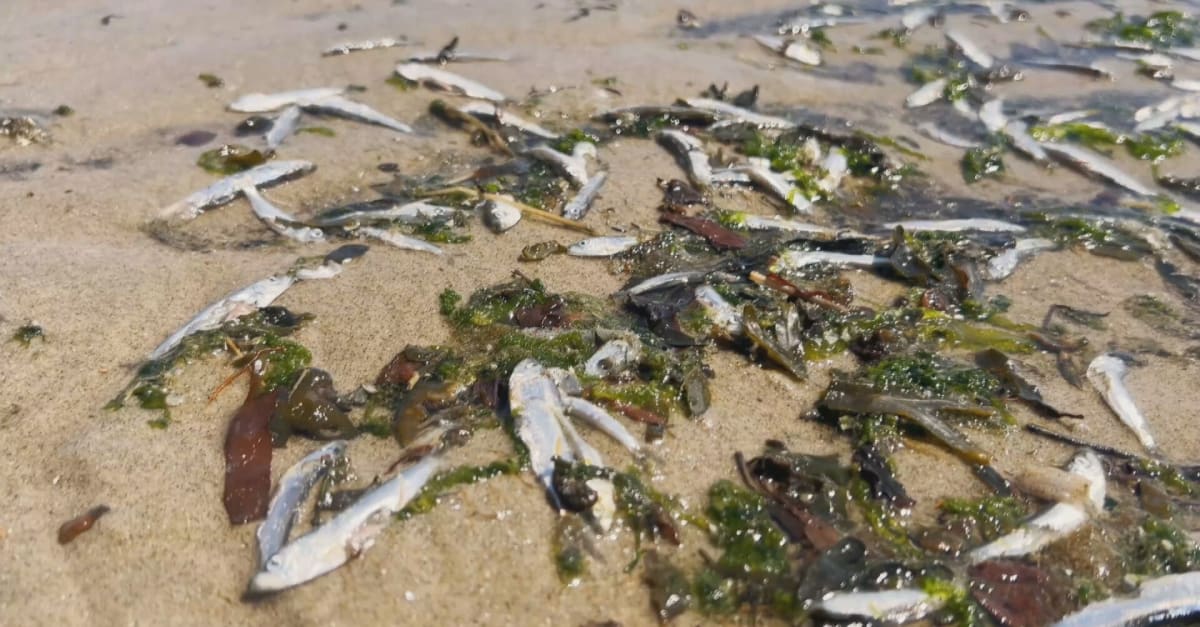 Mysterie: duizenden dode visjes aangespoeld op strand Vlissingen | Hart ...