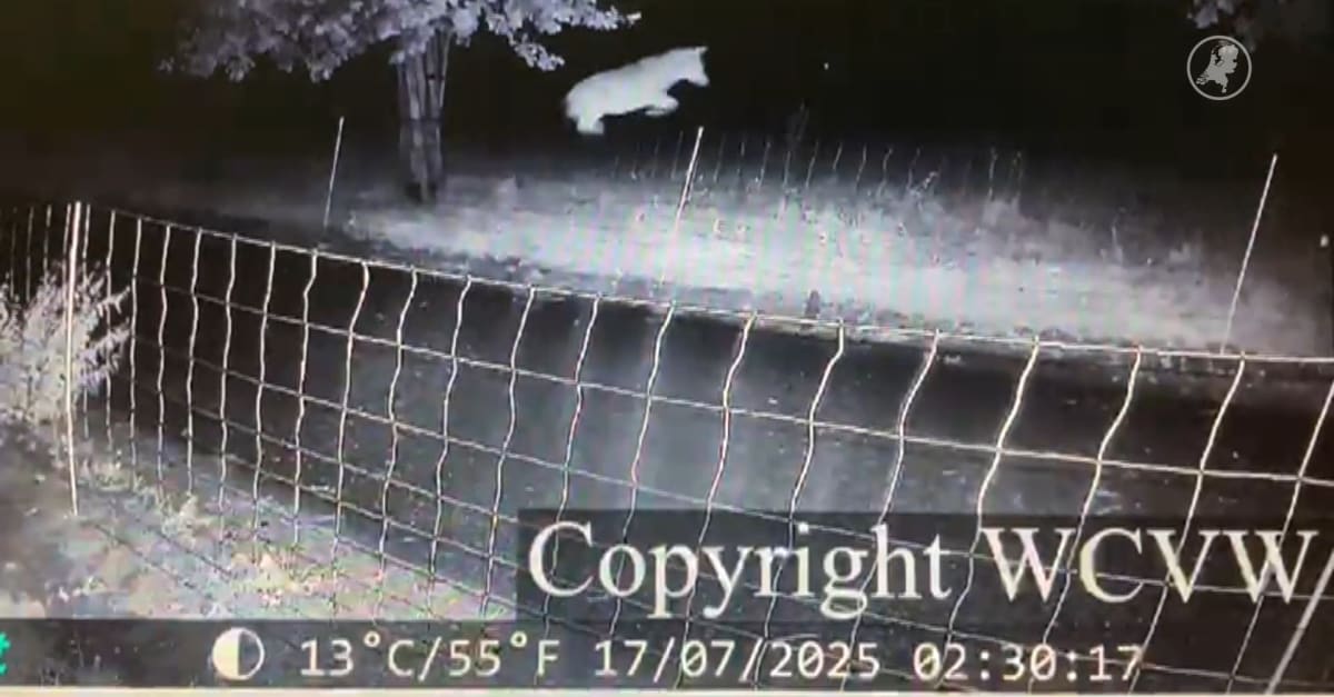 Unieke beelden: wolf springt over wolfwerend raster in Gelderland