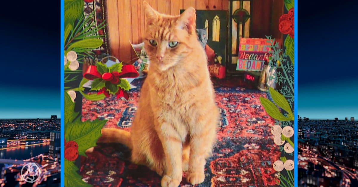 Henk (80) wil rouwadvertentie plaatsen over kat Miles, maar krant ...