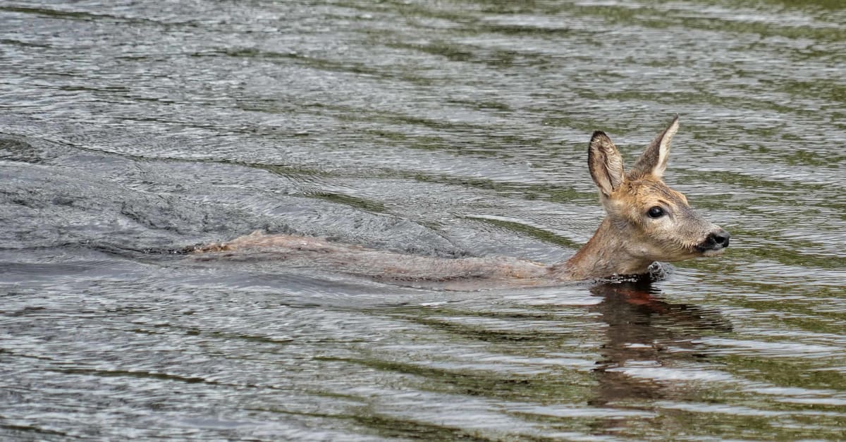 Brandweer redt ree uit kanaal in Assen | Hart van Nederland