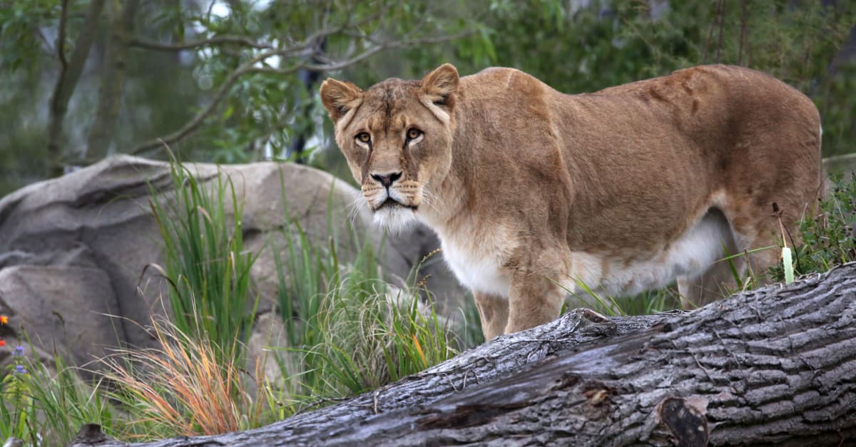 ZIEN: Leeuwen in ARTIS mogen eindelijk hun nieuwe grote verblijf in ...