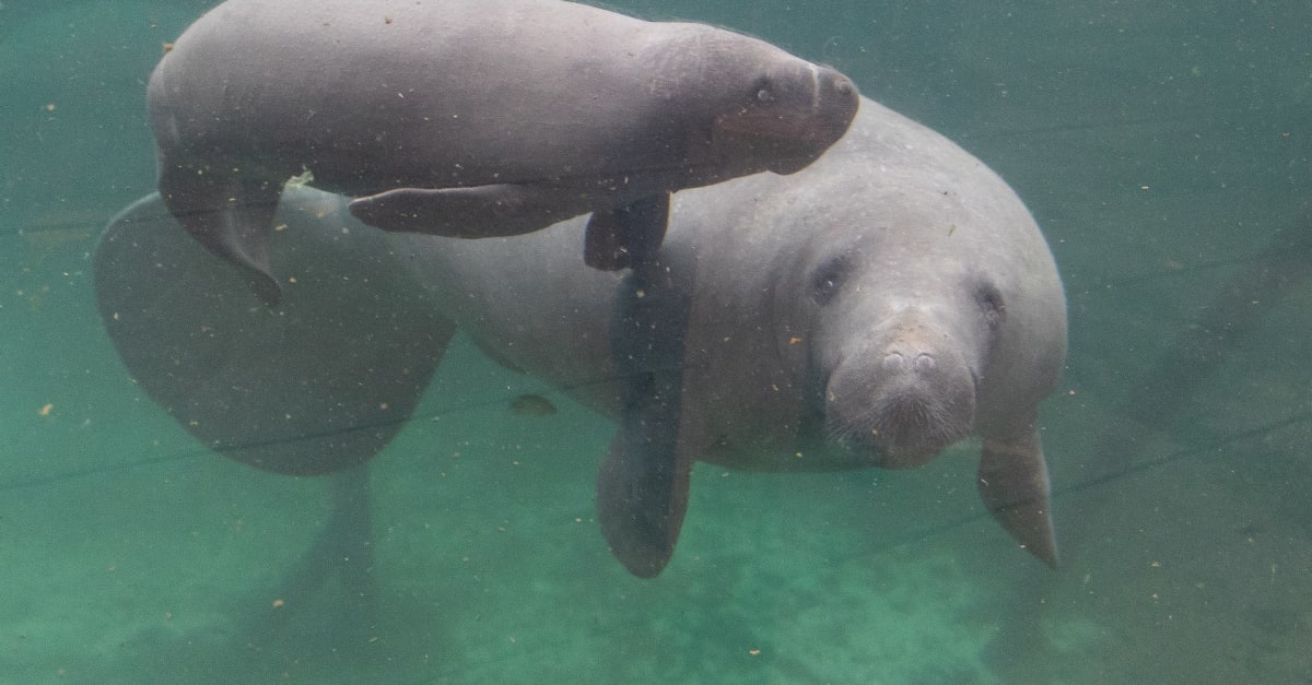 ZIEN: Caribische zeekoe geboren in Burgers' Zoo | Hart van Nederland