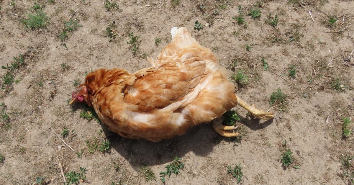 Dierenopvang verlaat terrein na zoveelste dierenmishandeling: 'Dit is ...