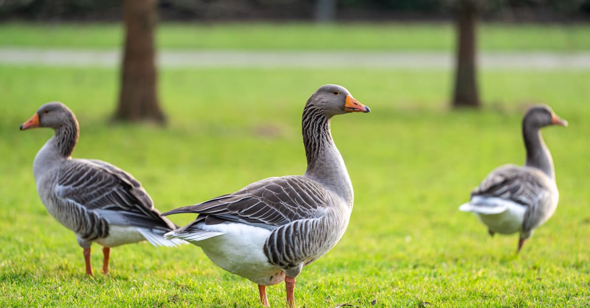 Ganzen in Zeeuwse natuurgebieden mogen gevangen en vergast worden ...