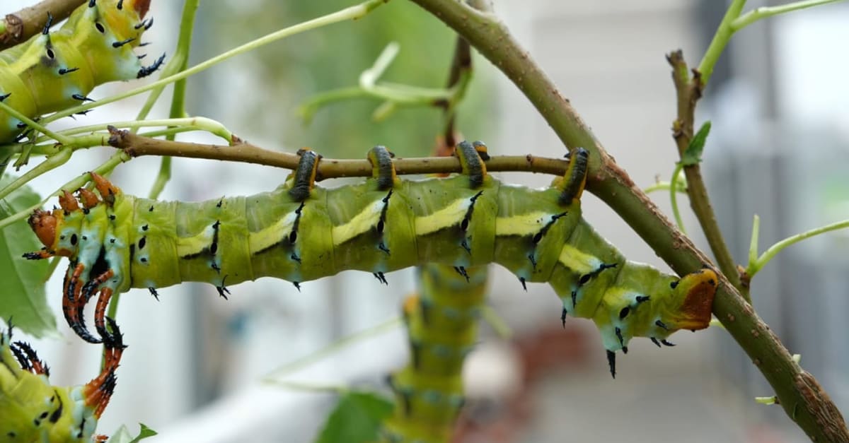 Grootste rups ter wereld jaagt bezoekers vlindertuin Harskamp stuipen ...