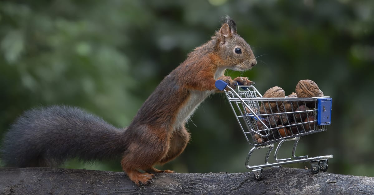 Waarom gaan foto's van eekhoorns zo vaak viral? 'Hun loopjes zijn al ...
