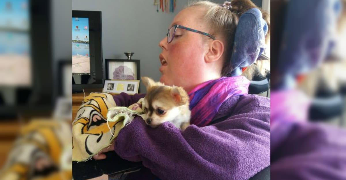 Berdien die chihuahua verscheurd zag worden heeft nieuw hondje dankzij ...