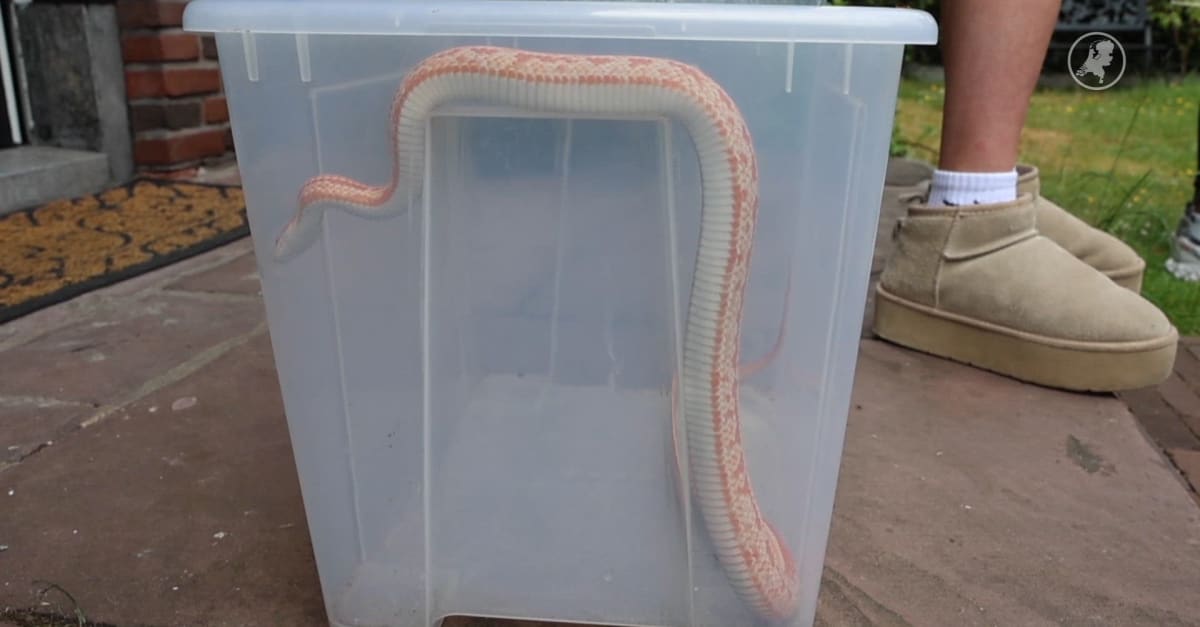 Kinderen vinden exotische rode wurgslang in Haagse voortuin | Hart van ...