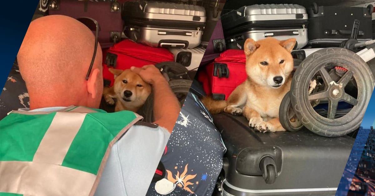 Hond ontsnapt uit bench en loopt tijdens vlucht door bagageruim | Hart ...