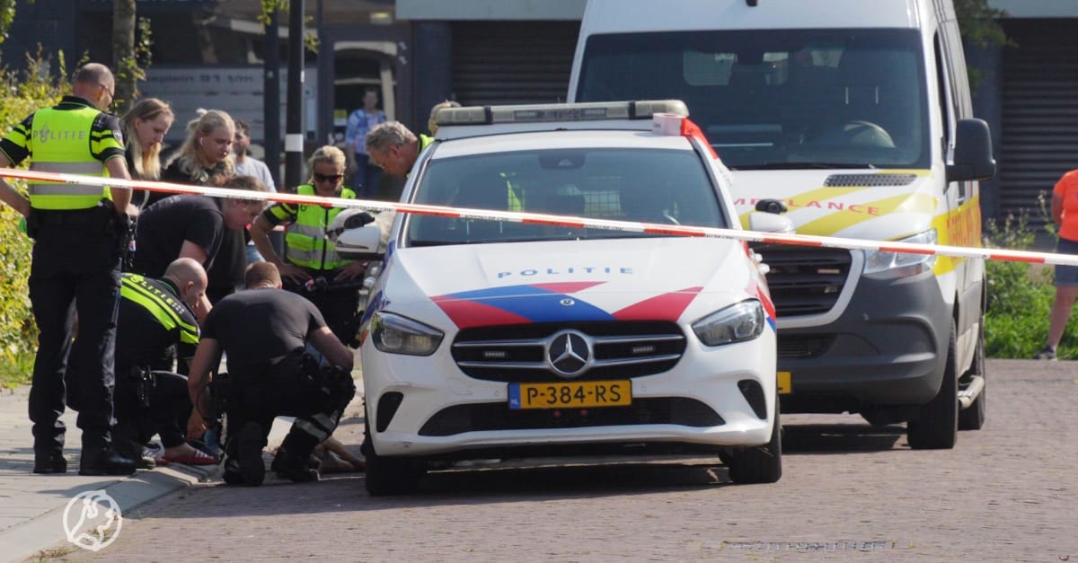 Politie schiet hond dood tijdens gevecht met kat in Assen | Hart van ...