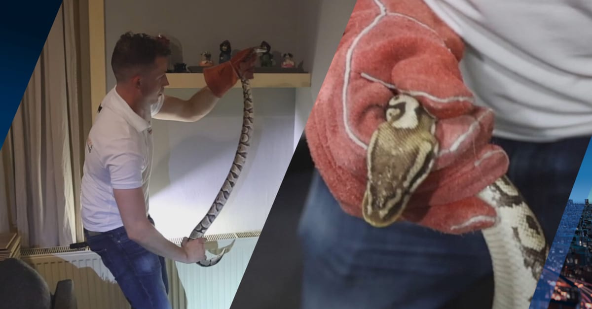 Bewoner plotseling oog in oog met koningspython | Hart van Nederland