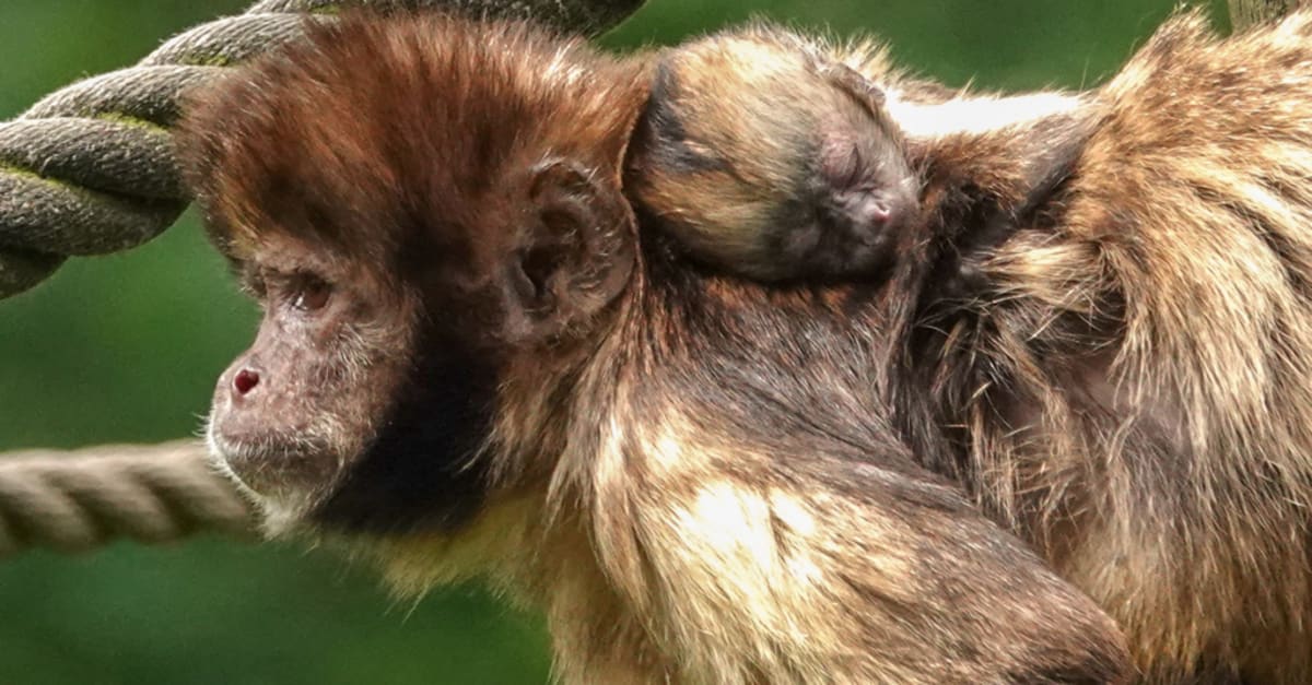 Lief! Geelborstkapucijnaapje geboren in DierenPark Amersfoort | Hart ...