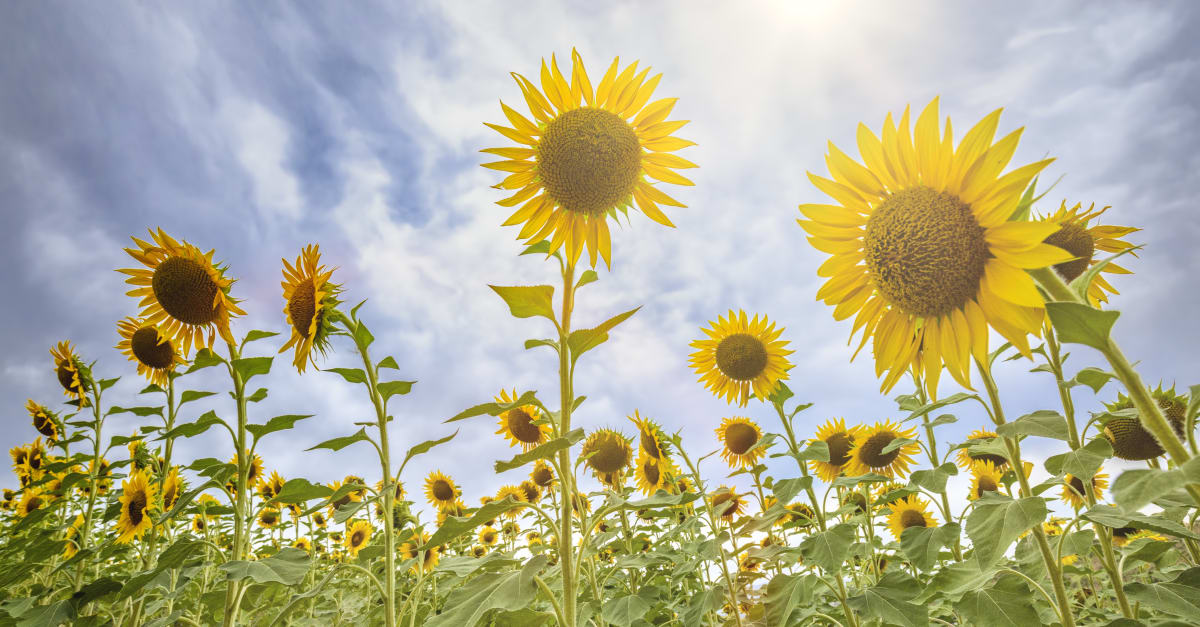 Temperatuur gaat weer in de lift, mooie nazomer op komst | Hart van ...