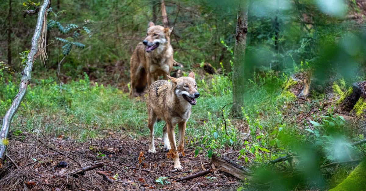Hond gebeten door wolf in natuurgebied op de Veluwe | Hart van Nederland