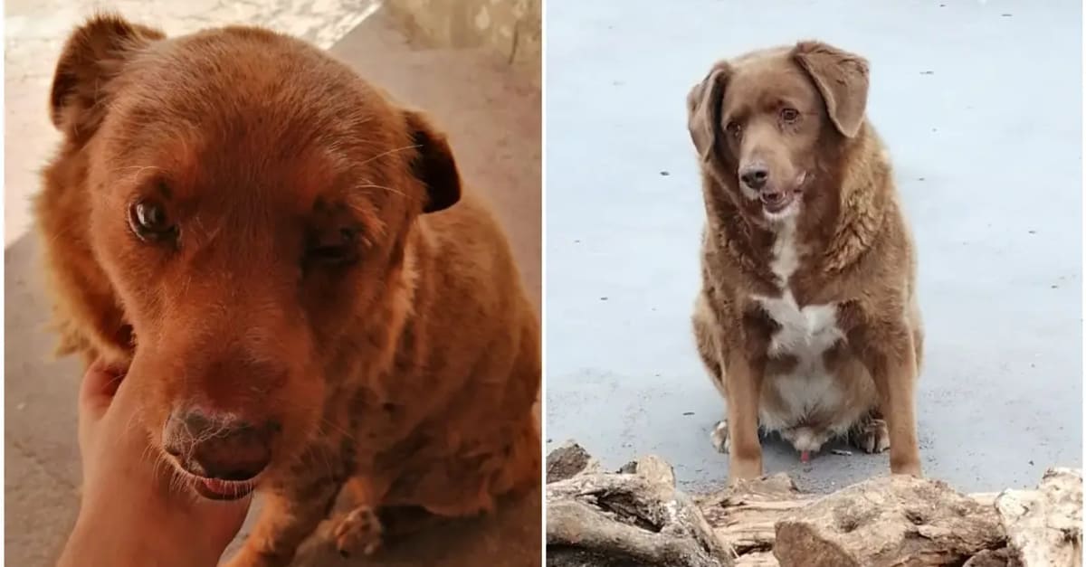 Oudste hond ter wereld Bobi (31) overleden: 'Rust zacht vriend!' | Hart ...