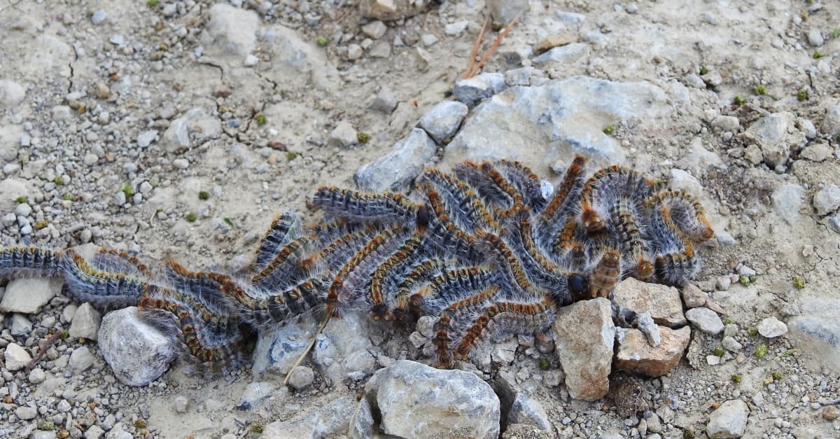 'Nieuwe' processierups in aantocht: 'Kan voor dieren zelfs fataal zijn ...