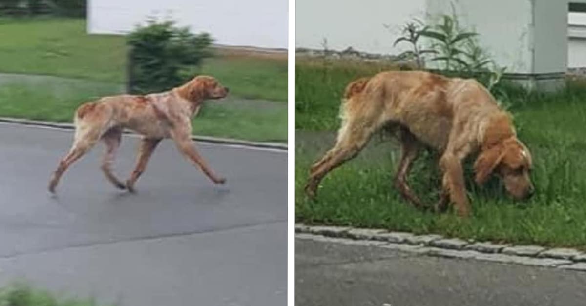 Verwilderde hond loopt 600 kilometer van Zwitserland naar Nederland ...