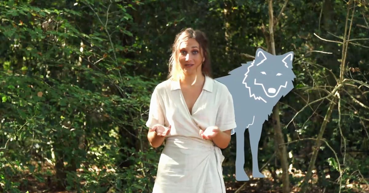 Hart van Nederland legt uit: hoe gevaarlijk is de wolf? | Hart van Nederland