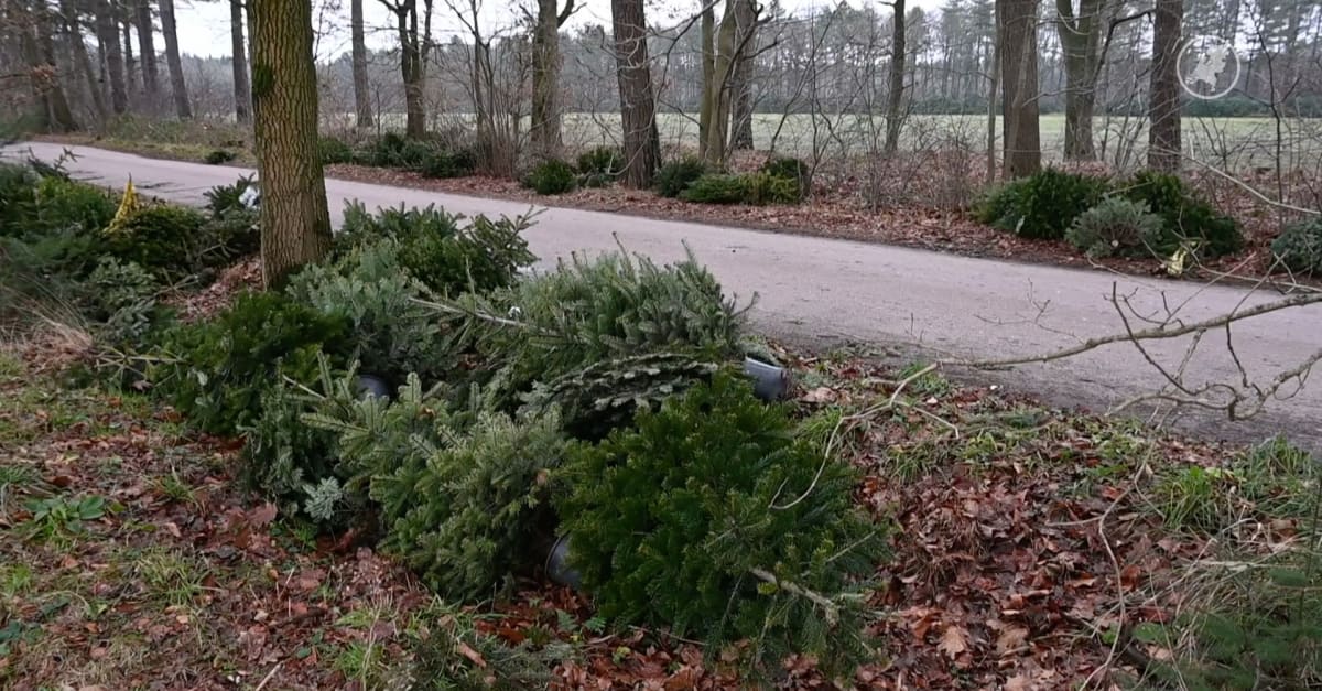 Boswachter vindt honderd gedumpte kerstbomen in natuurgebied