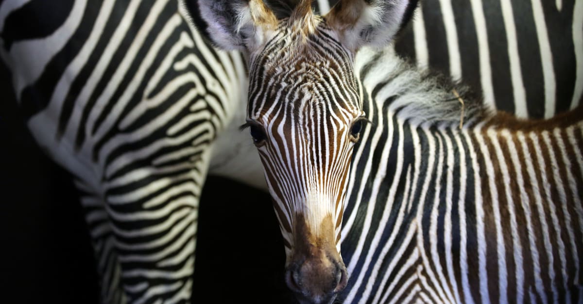 Feest in ARTIS, dierentuin verwelkomt zeldzame Grévy-zebra | Hart van ...