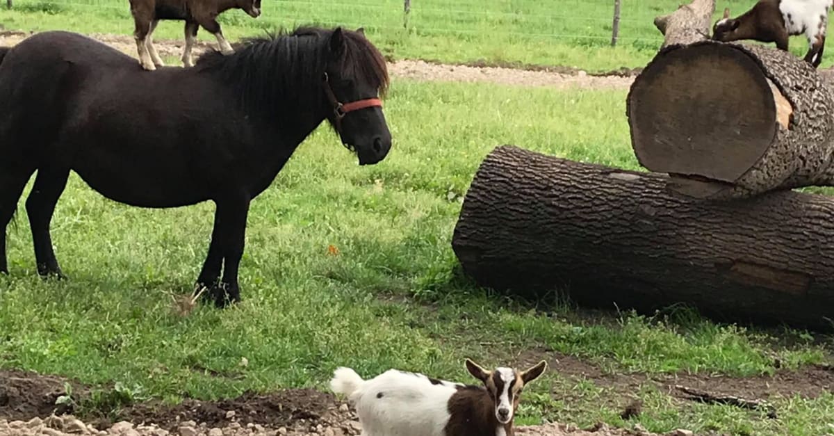 Pony en ezel samen op zoek naar 'kerststal', eindigen op carpoolplaats ...