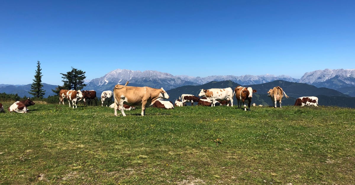 Nederlandse vrouw (27) gewond door koe in Oostenrijkse alpenweide ...