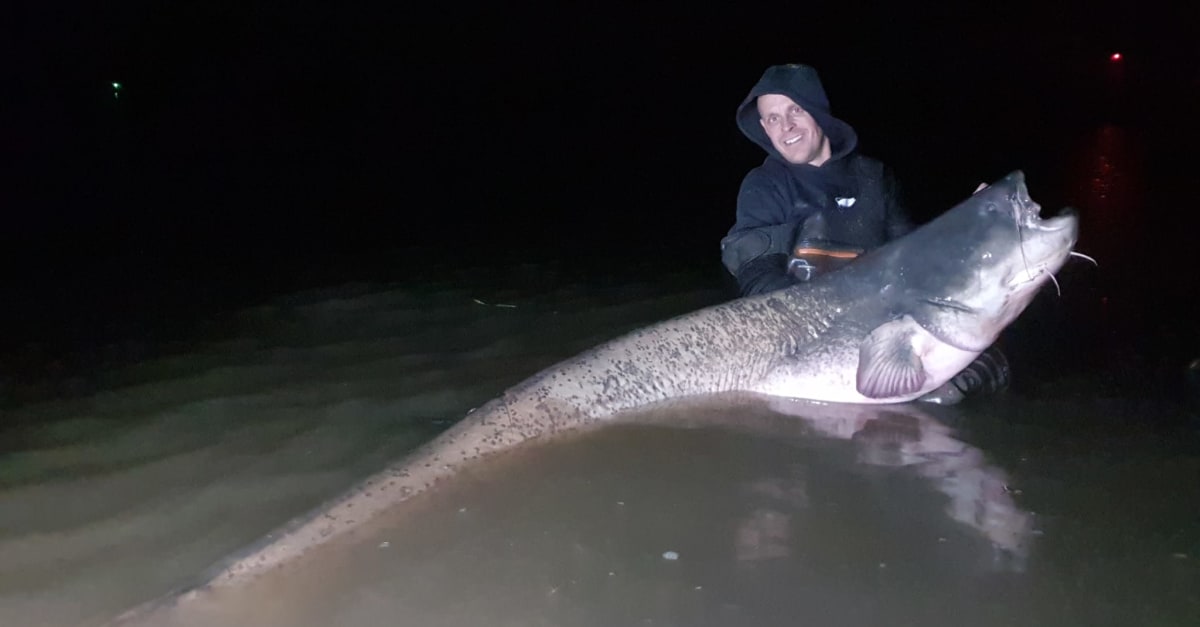 Een enorme meerval van 2,43 meter lang? Paul heeft hem gevangen, en ...