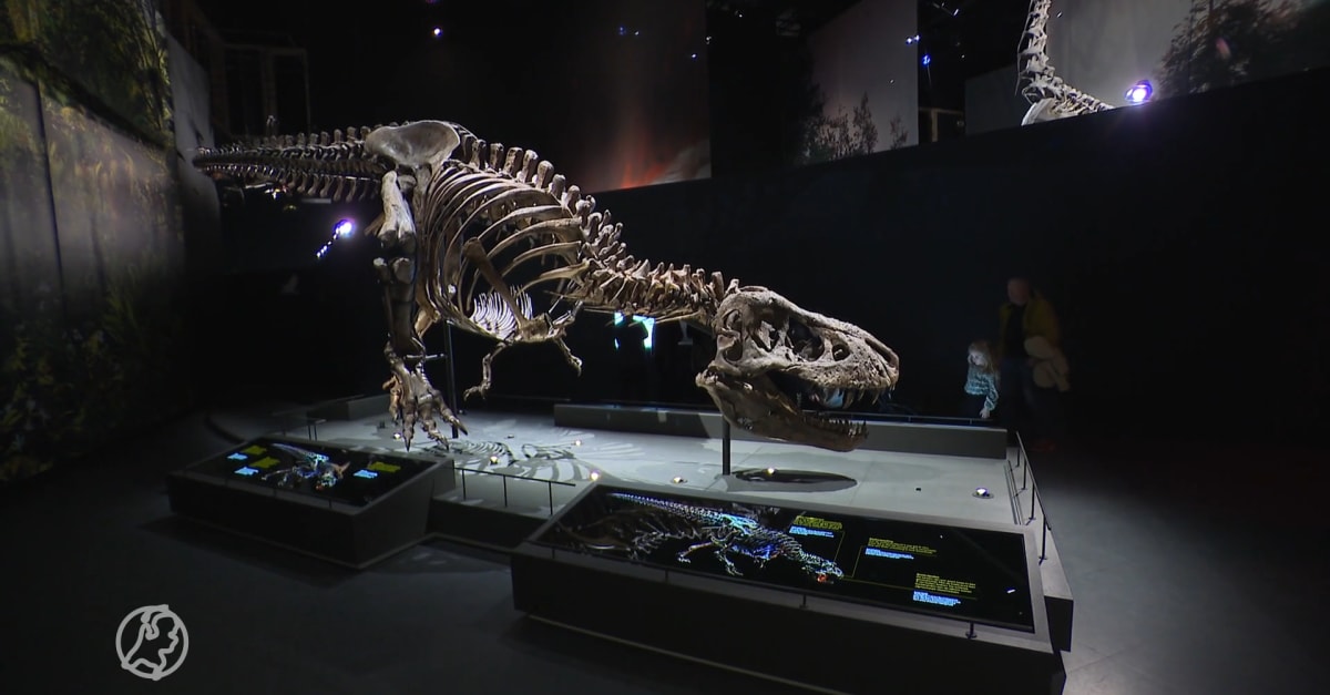 Onderzoekers door het dolle heen: nieuwe soort dino ontdekt | Hart van ...