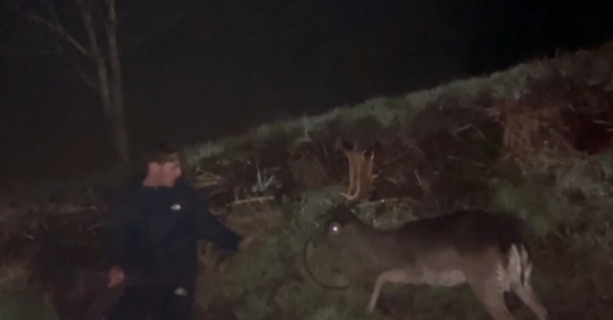 ZIEN: dronken en vastbesloten Redmar weet vastzittend hert te bevrijden ...